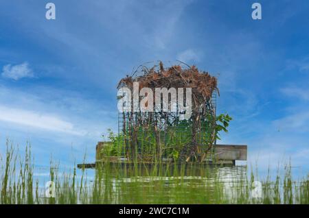 duck family in floating nest Stock Photo - Alamy