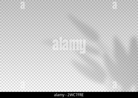 Monstera shadow. Reflecting shades palm plants isolated on transparant ...