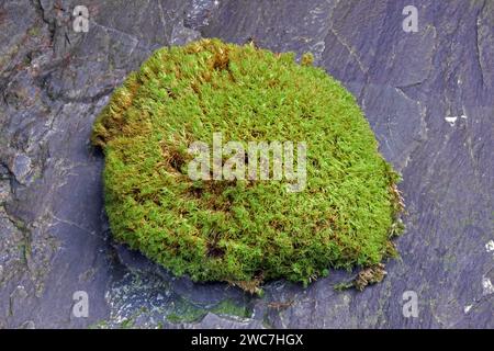Tortella tortuosa (Frizzled Crisp-moss) grows on base-rich stone and ...