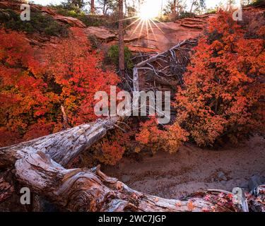 Shattered pine snag and bigtooth maples in the Clear Creek section of ...