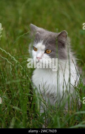 Outdoor life of inquisitive cats exploring the garden. Inquisitive cat ...