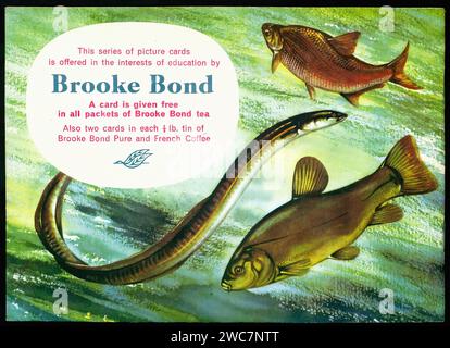 Freshwater Fish - Vintage Tradecard Album Front Illustration Stock ...