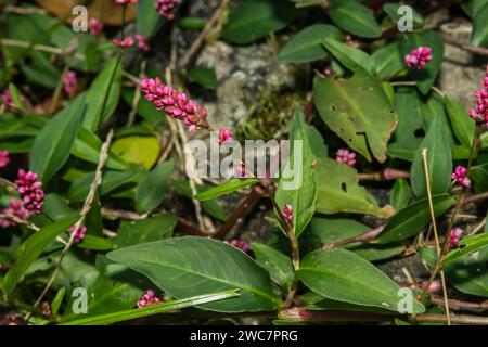 low smartweed (Persicaria longiseta Stock Photo - Alamy