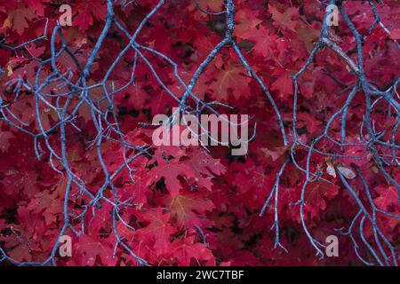 Ruby red Bigtooth maple glows during autumn in Zion National Park, Utah ...