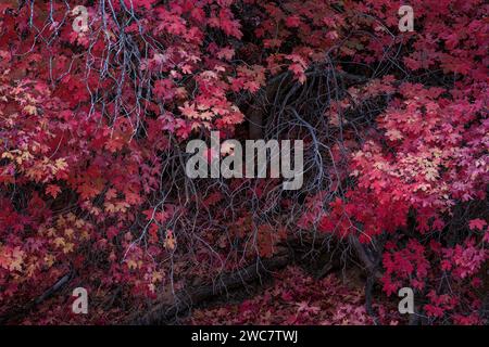 Ruby red Bigtooth maple glows during autumn in Zion National Park, Utah ...