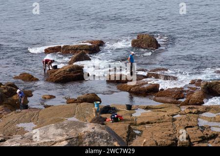 The barnacles use a scraper to collect the barnacles that are stuck to ...