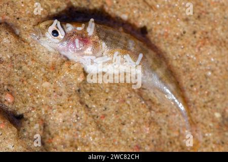 Parasitic cysts on a fish (Dermocystidium gasterostei Stock Photo - Alamy