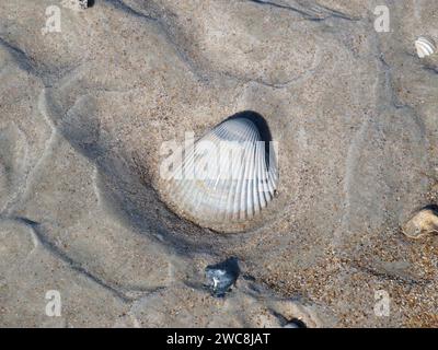 Arcidae Ark clam isolated on white background High resolution image ...