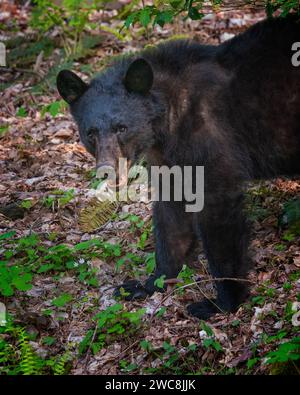 Black bear - Great Smoky Mountains National Park , Parks, Bears ...