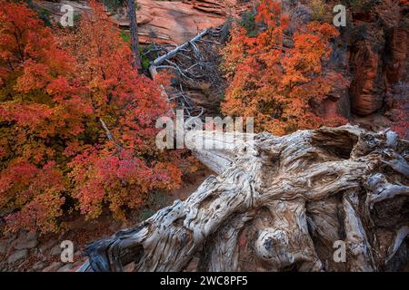 Shattered pine snag and bigtooth maples in the Clear Creek section of ...