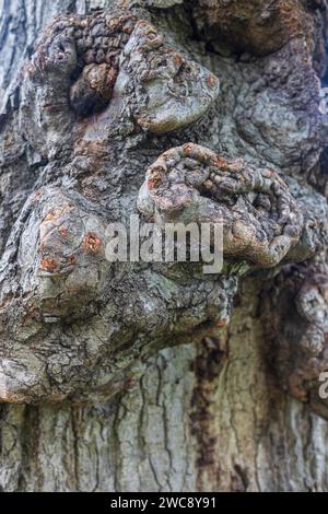 Closeup shows aged, weathered, knobby tree bark on a very old hardwood ...