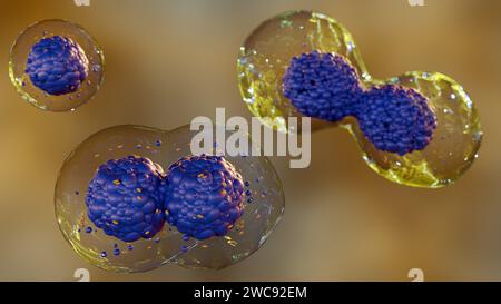 3d rendering of division of stem cells, which are unspecialized cells ...