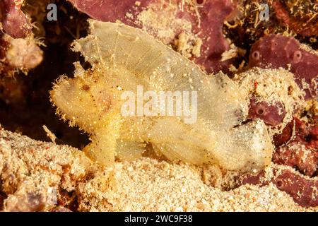 Malaysia, Sabah, Mabul, Leaf Scorpionfish (Taenianotus Stock Photo - Alamy