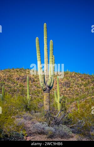 A long slender Saguaro Cactus in Saguaro National Park, Arizona Stock ...