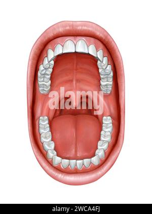 Teeth gum human mouth anatomy. Isolated on white background Stock Photo ...