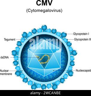 Cytomegalovirus. CMV structure. Close-up of a virion anatomy. Magnified ...