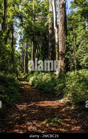 Footpath going through a forest Stock Photo - Alamy