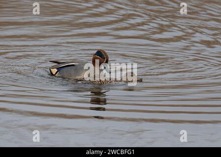 Teals are small dabbling ducks. Males have chestnut coloured heads with ...