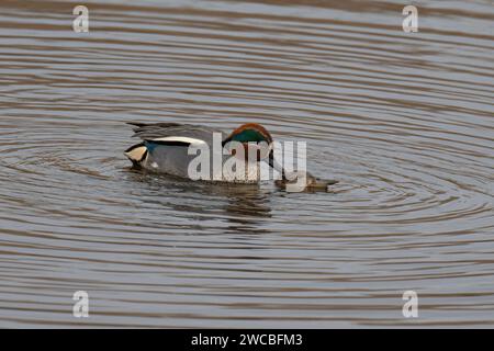 Teals are small dabbling ducks. Males have chestnut coloured heads with ...