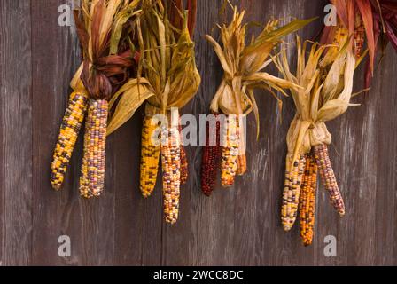 Indian corn at farm stand, Ontario County, New York Stock Photo - Alamy