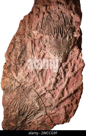 Iron stained limestone containing complete fossilised remains of ...