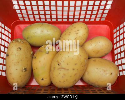 potato scientific name Solanum tuberosum vegetables vegetarian food ...