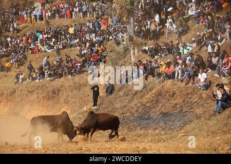 Annual bull fighting in Nepal on occasion of Maghe Sankranti/ Makar ...