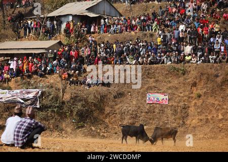 Annual bull fighting in Nepal on occasion of Maghe Sankranti/ Makar ...
