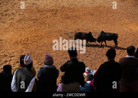 Annual bull fighting in Nepal on occasion of Maghe Sankranti/ Makar ...