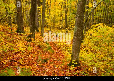 Wolf Mountain Trail, Ottawa National Forest, Michigan Stock Photo - Alamy