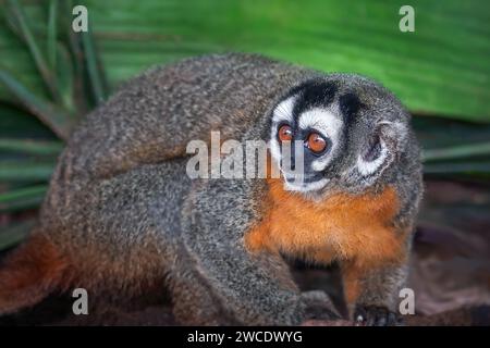 Black-headed Night Monkey (Aotus nigriceps), Tambopata-Candamo Nature ...