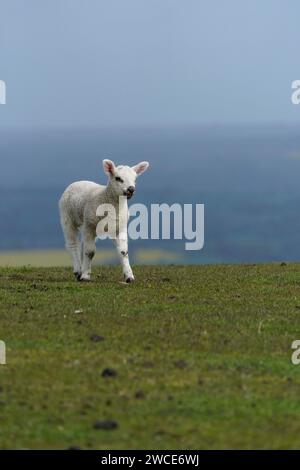 White Baby New Born Lamb Running Playing Stock Photo - Alamy