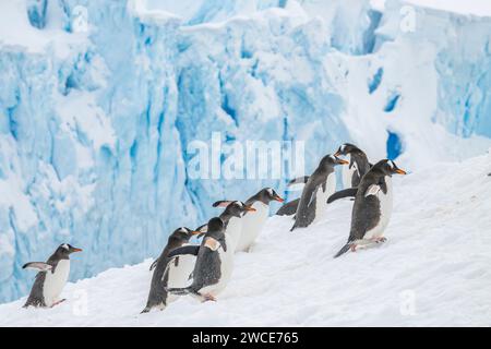 Gentoo penguins arriving at breeding grounds, Neko Harbor, Antarctica ...