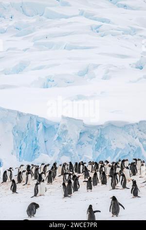 Gentoo penguins arriving at breeding grounds, Neko Harbor, Antarctica ...