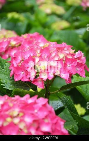 Bigleaf hydrangea Pink Flowers Border Garden Hydrangea macrophylla Mophead hydrangea French ...