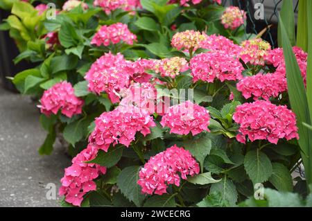 Blooming Hydrangea macrophylla bushes, close up Stock Photo - Alamy