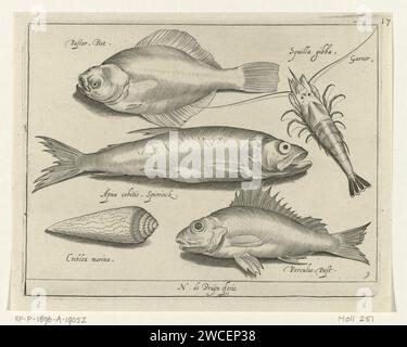 Bot, Shrimp, Spiering and Pos, 1581 - 1656 print Bot, shrimp, smelt and ...