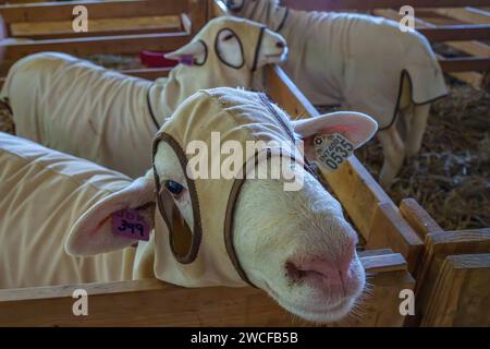 Ram and Ewes in pens at the state fair Stock Photo - Alamy