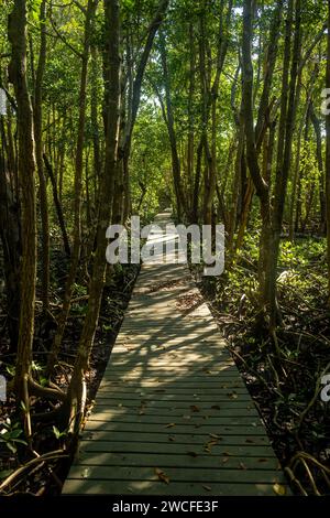 The dry trees in everglades national park Stock Photo - Alamy