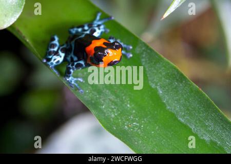 Blessed poison frog / Ranitomeya benedicta Stock Photo - Alamy