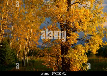 Ash in autumn, Brule River State Forest, Wisconsin Stock Photo - Alamy