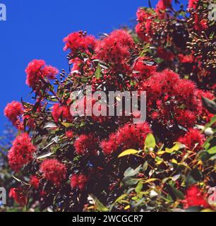 Red flowering gum (Corymbia ficifolia). Close-up of buds on a red ...