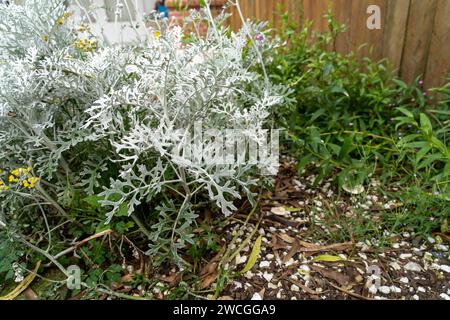 Dusty Millar a wispy silver plant Stock Photo - Alamy