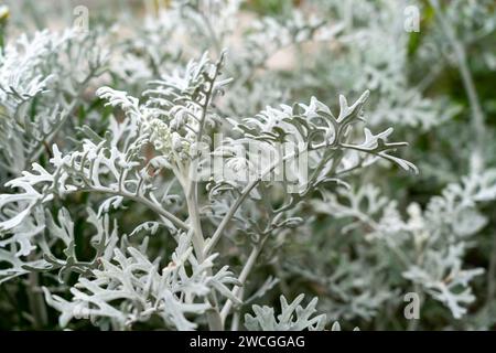 Dusty Millar a wispy silver plant Stock Photo - Alamy