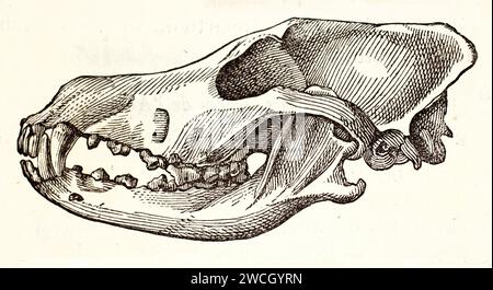 Dog Skeleton - Canis Lupus Familiaris Anatomy - perspective view Stock ...