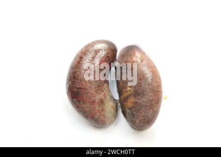 Chicken kidney on white background, close-up images Stock Photo - Alamy