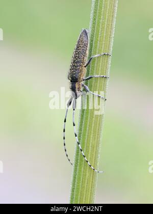 Agapanthia villosoviridescens, known as the golden-bloomed grey ...