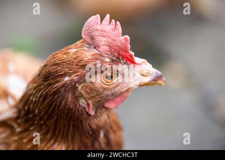 A close-up photo of the head of a rescue chicken with it's beak open ...