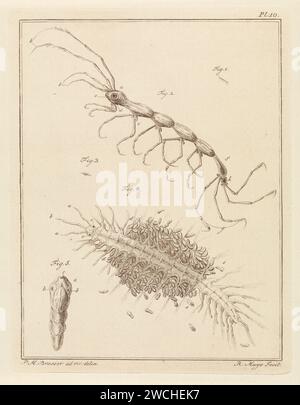 Teringlijdertje and a brushworm, Robbert Muys, after P.M. Brasser, 1778 print Sea animals ...
