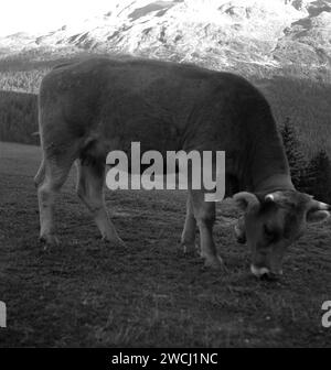 Swiss cow with a bell on its neck in a meadow Stock Photo - Alamy
